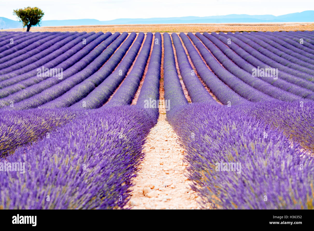 Lavender field background Stock Photo - Alamy