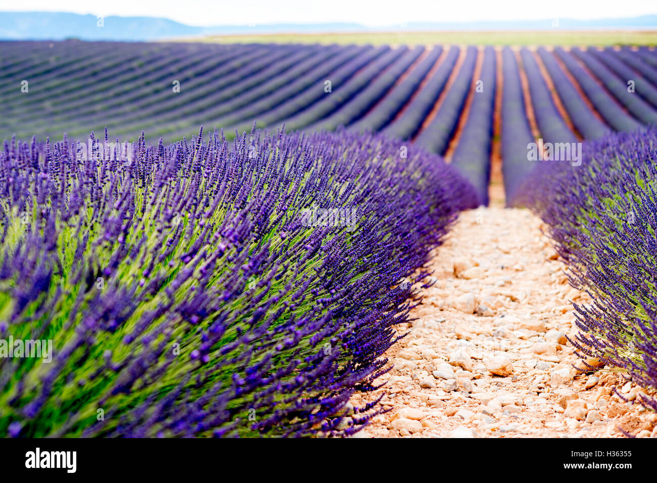 Lavender field background Stock Photo - Alamy