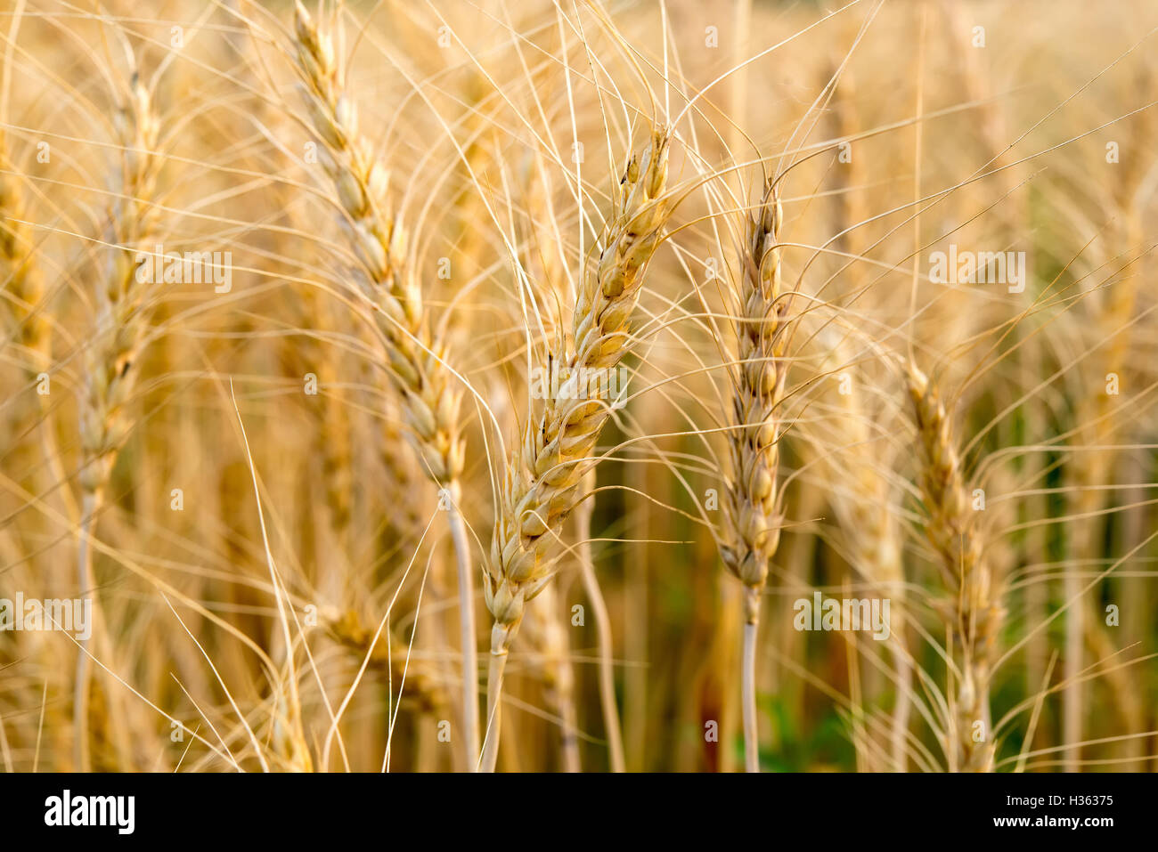 Gold wheat barley field and blue sky Stock Photo - Alamy