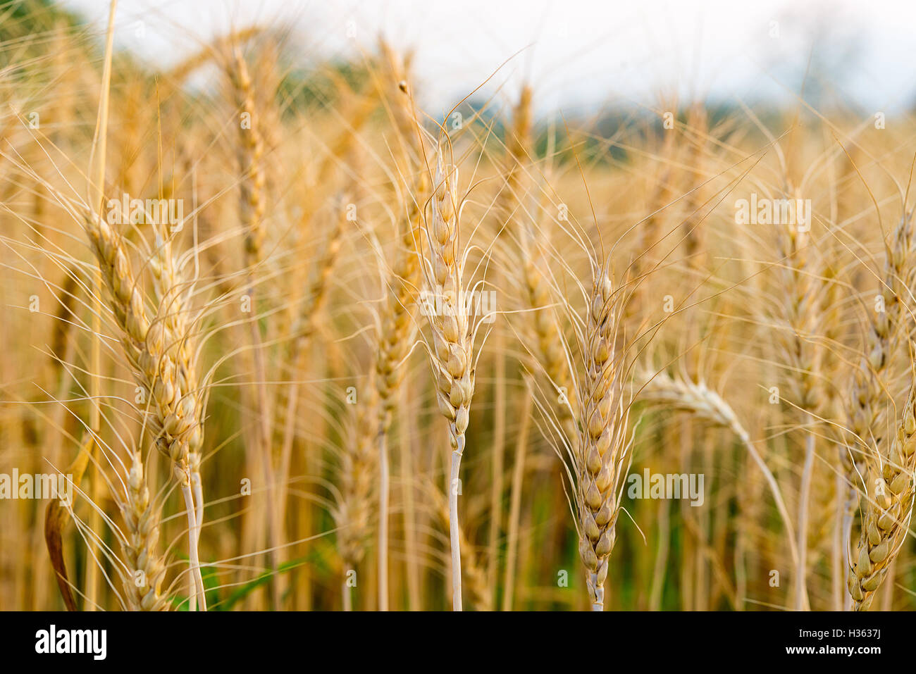 Gold wheat barley field and blue sky Stock Photo - Alamy