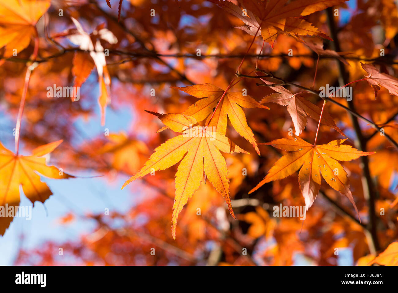 Maple leaves change color in autumn Stock Photo - Alamy