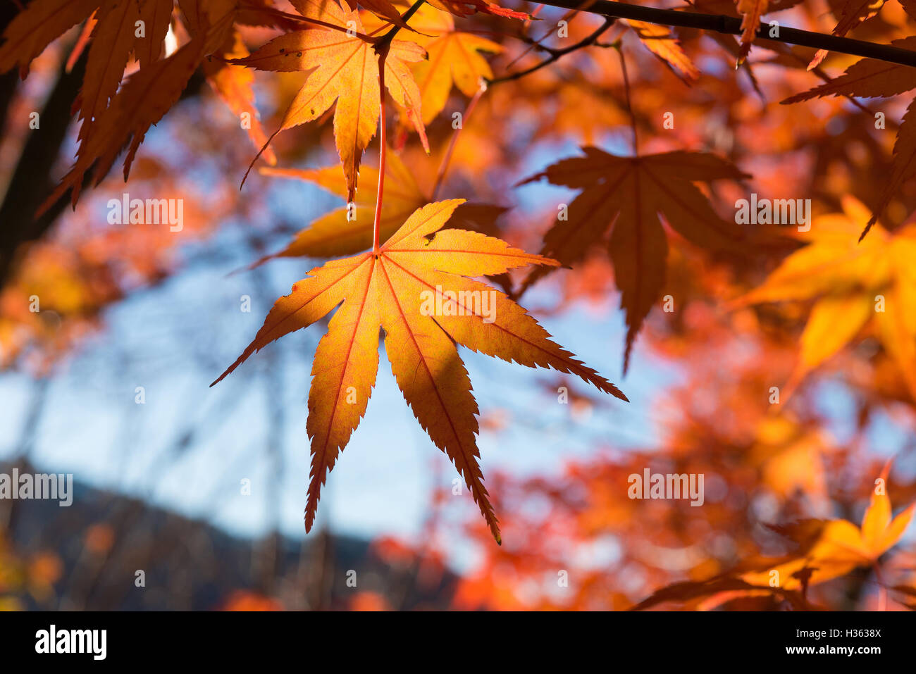 Maple leaves change color in autumn Stock Photo - Alamy
