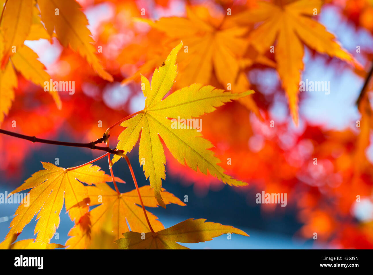 Maple leaves change color in autumn Stock Photo - Alamy