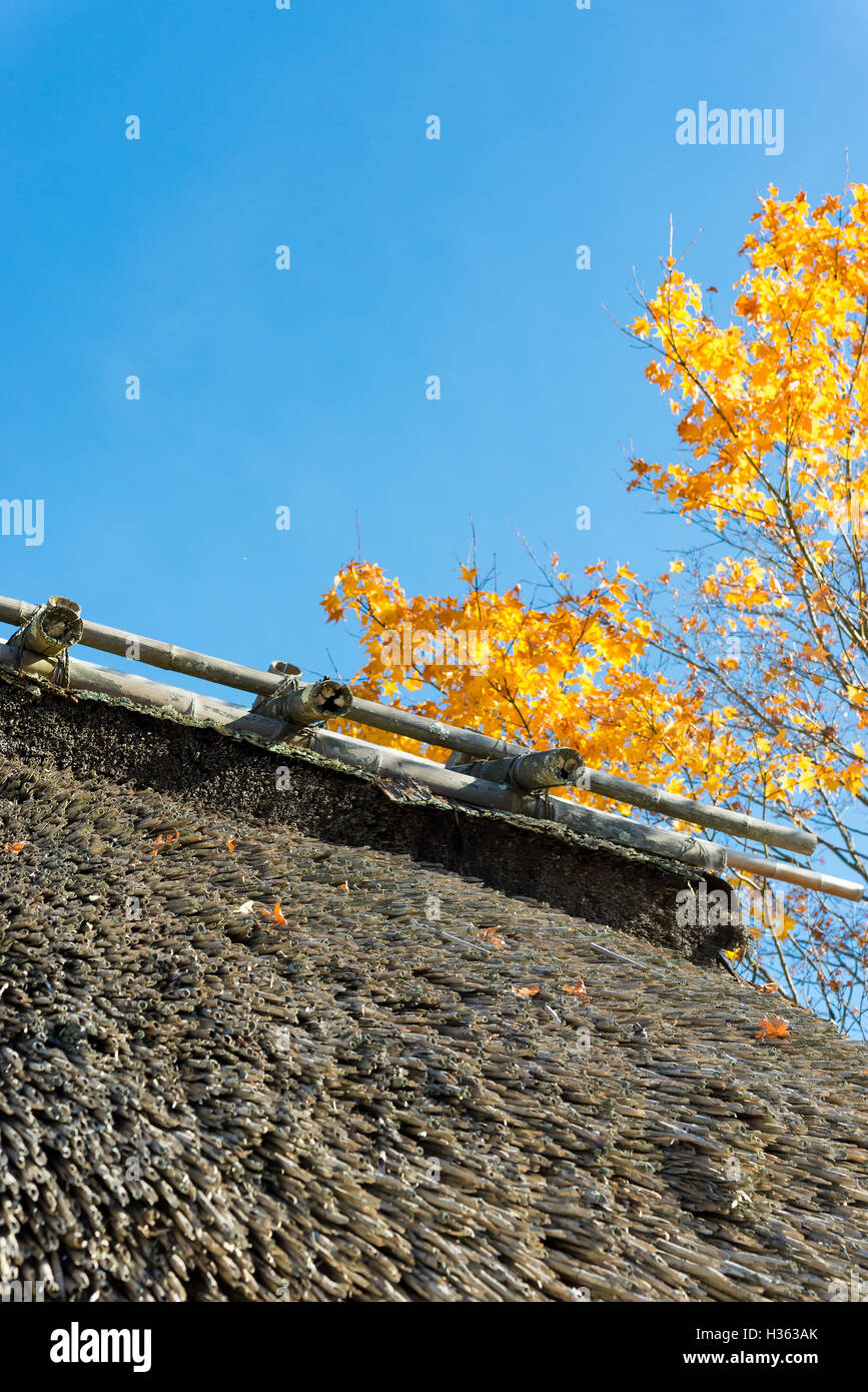 gassho-zukuri house Shirakawa-go in autumn. Shirakawa-go is one of ...