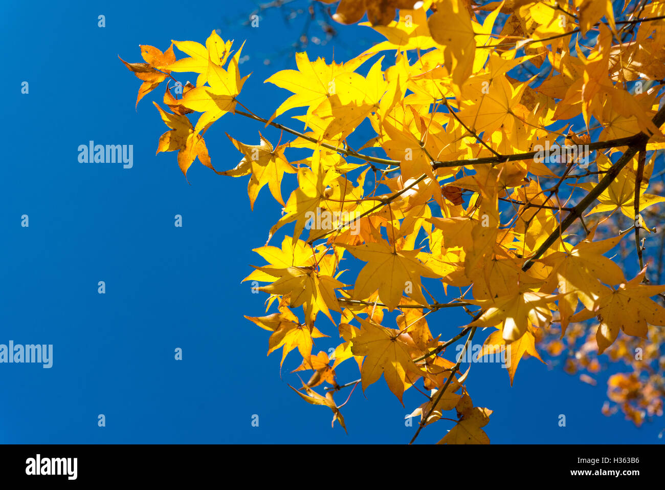 Maple leaves change color in autumn Stock Photo - Alamy