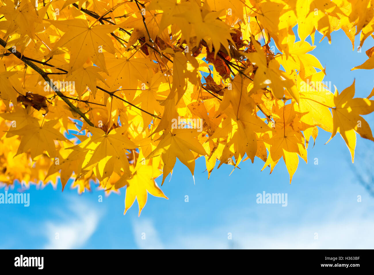 Maple leaves change color in autumn Stock Photo - Alamy