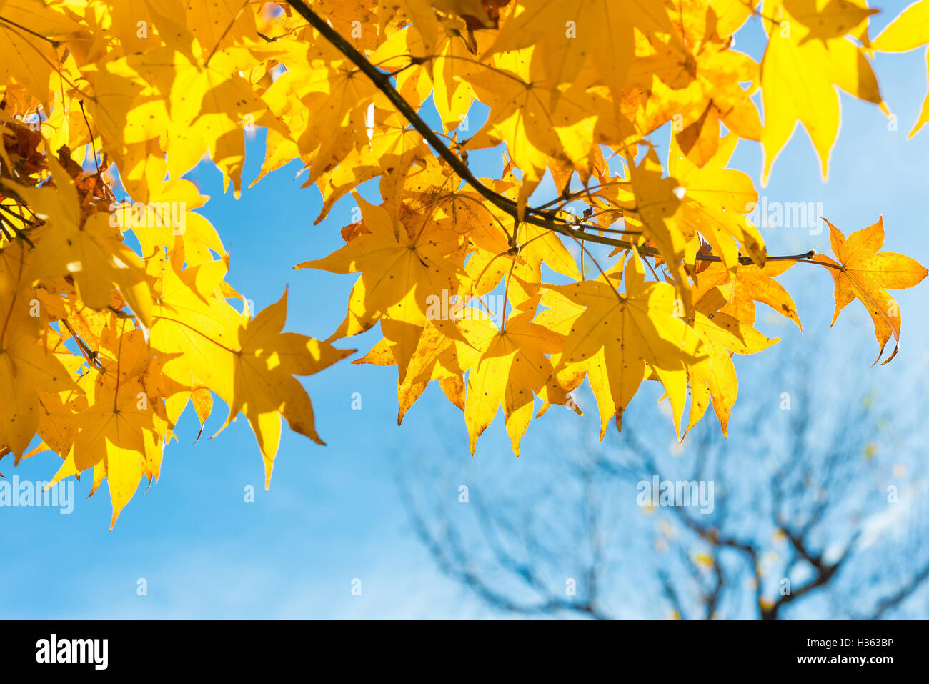 Maple leaves change color in autumn Stock Photo - Alamy
