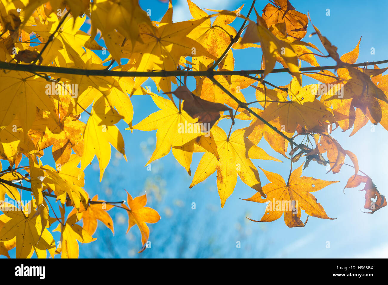 Maple leaves change color in autumn Stock Photo - Alamy