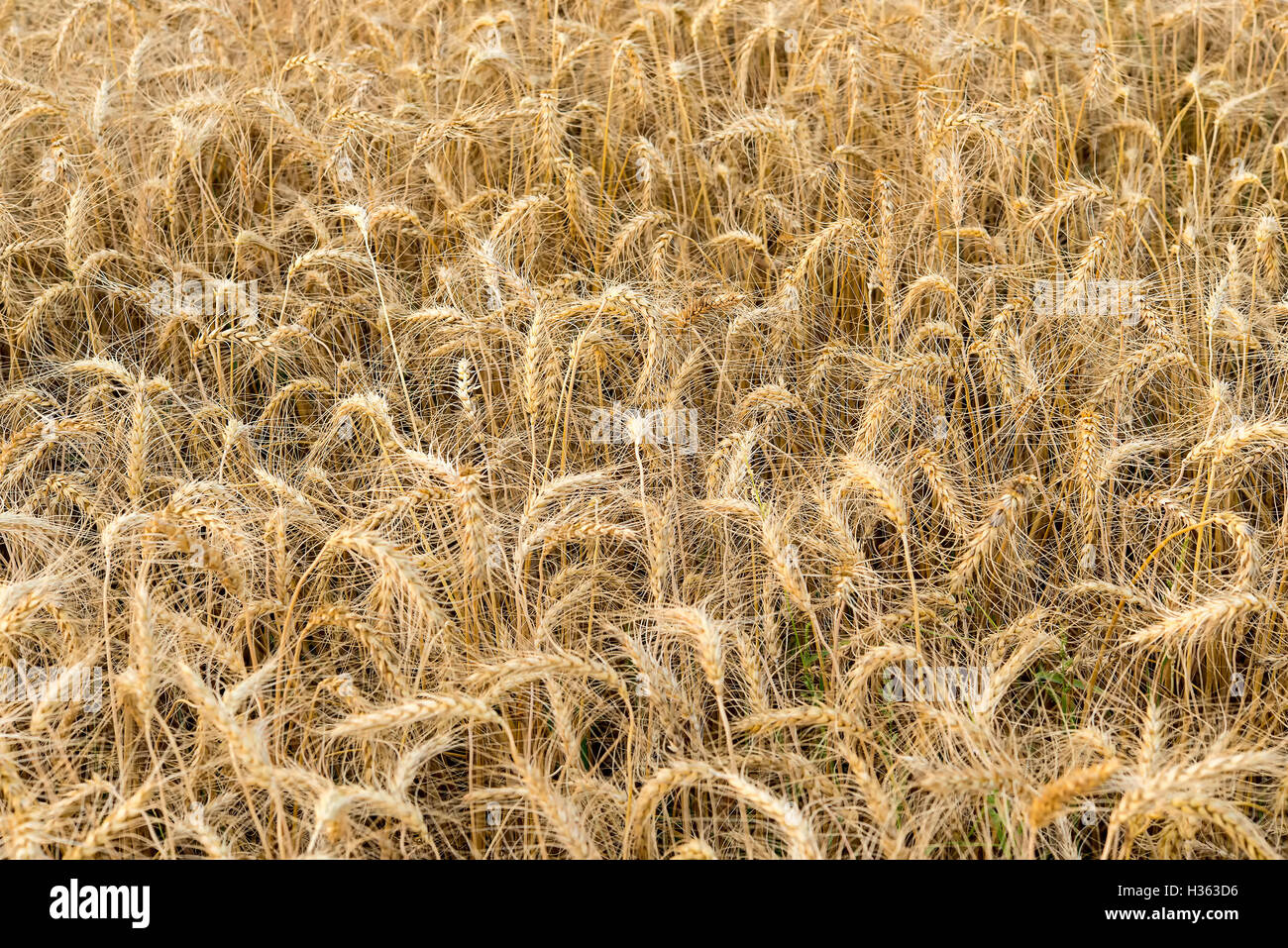 Gold wheat barley field Stock Photo - Alamy