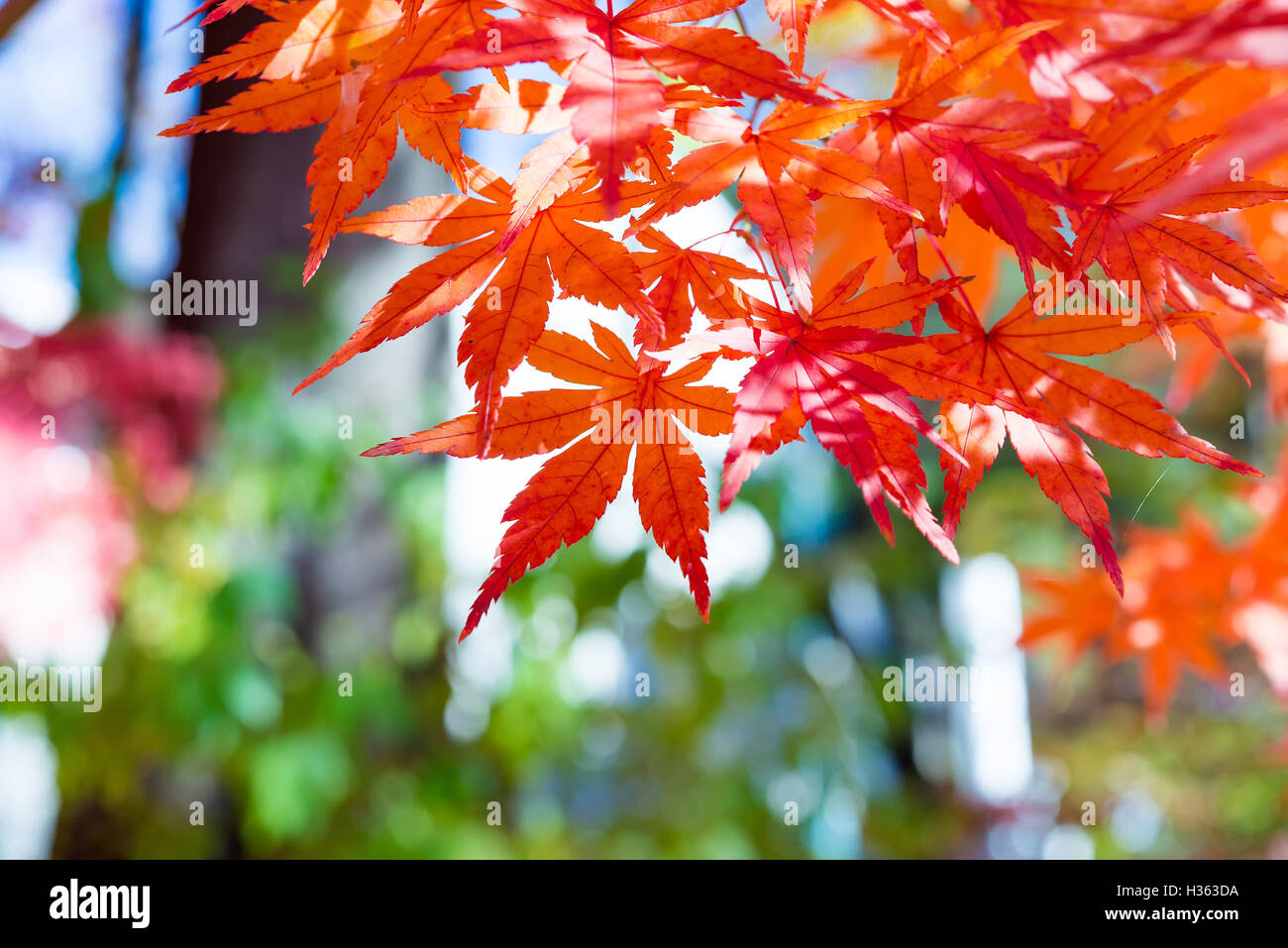 Maple leaves change color in autumn Stock Photo - Alamy