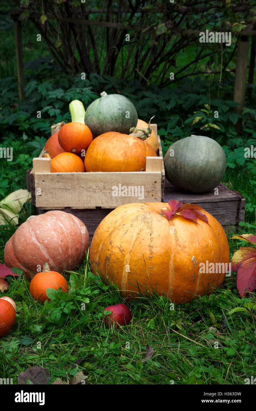 Little squash hi-res stock photography and images - Alamy