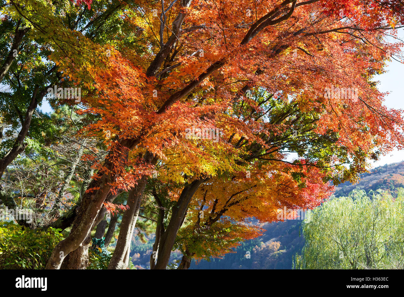 red maple leaves in autumn kawaguchiko, japan Stock Photo - Alamy
