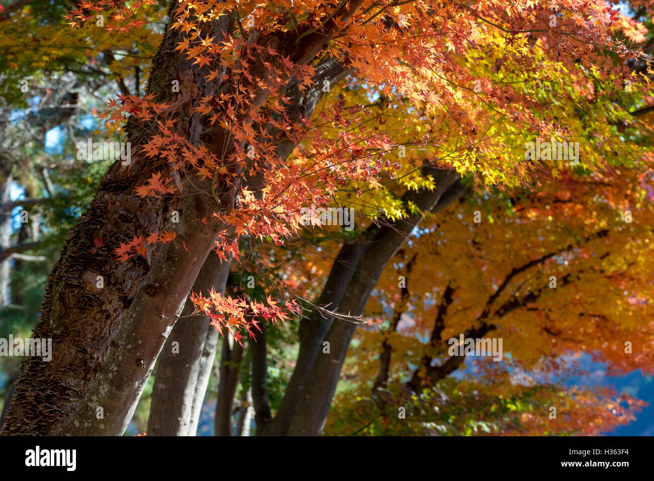 red maple leaves in autumn kawaguchiko, japan Stock Photo - Alamy