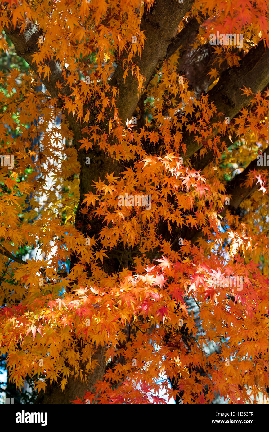 red maple leaves in autumn kawaguchiko, japan Stock Photo - Alamy