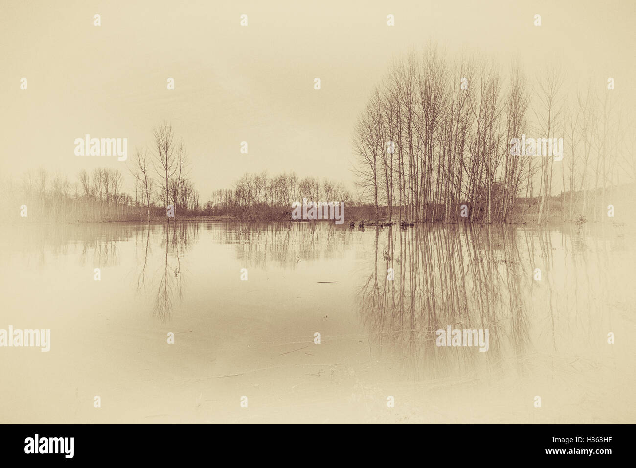 Sepia trees hi-res stock photography and images - Alamy