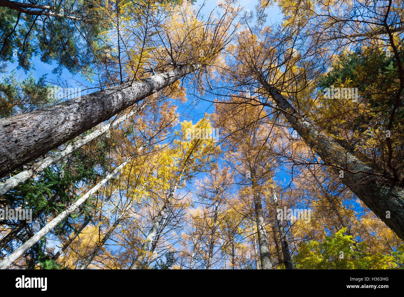 High pine trees in the forest against blue sky, Beautiful landscape ...