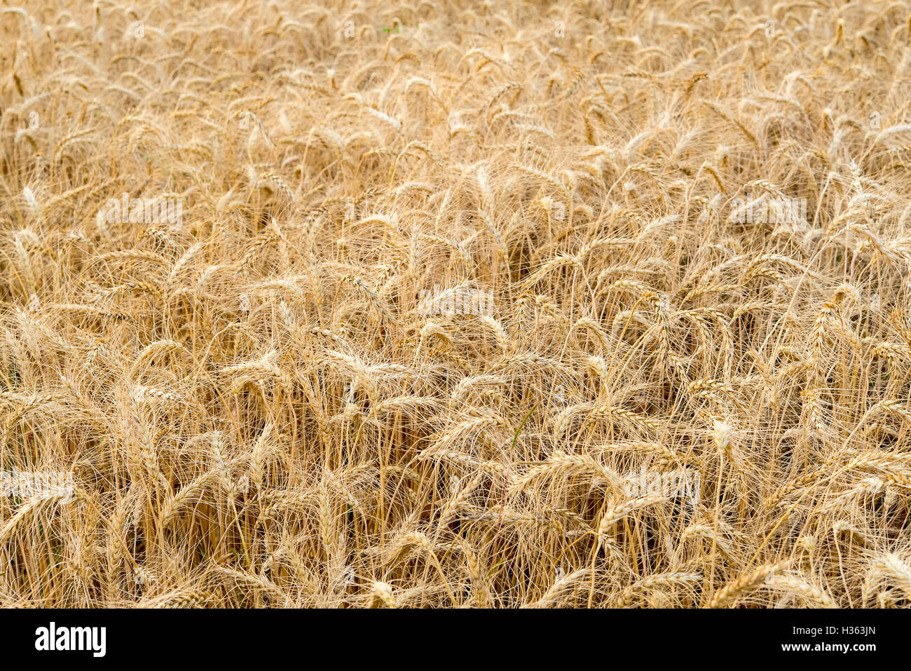 Gold wheat barley field Stock Photo - Alamy