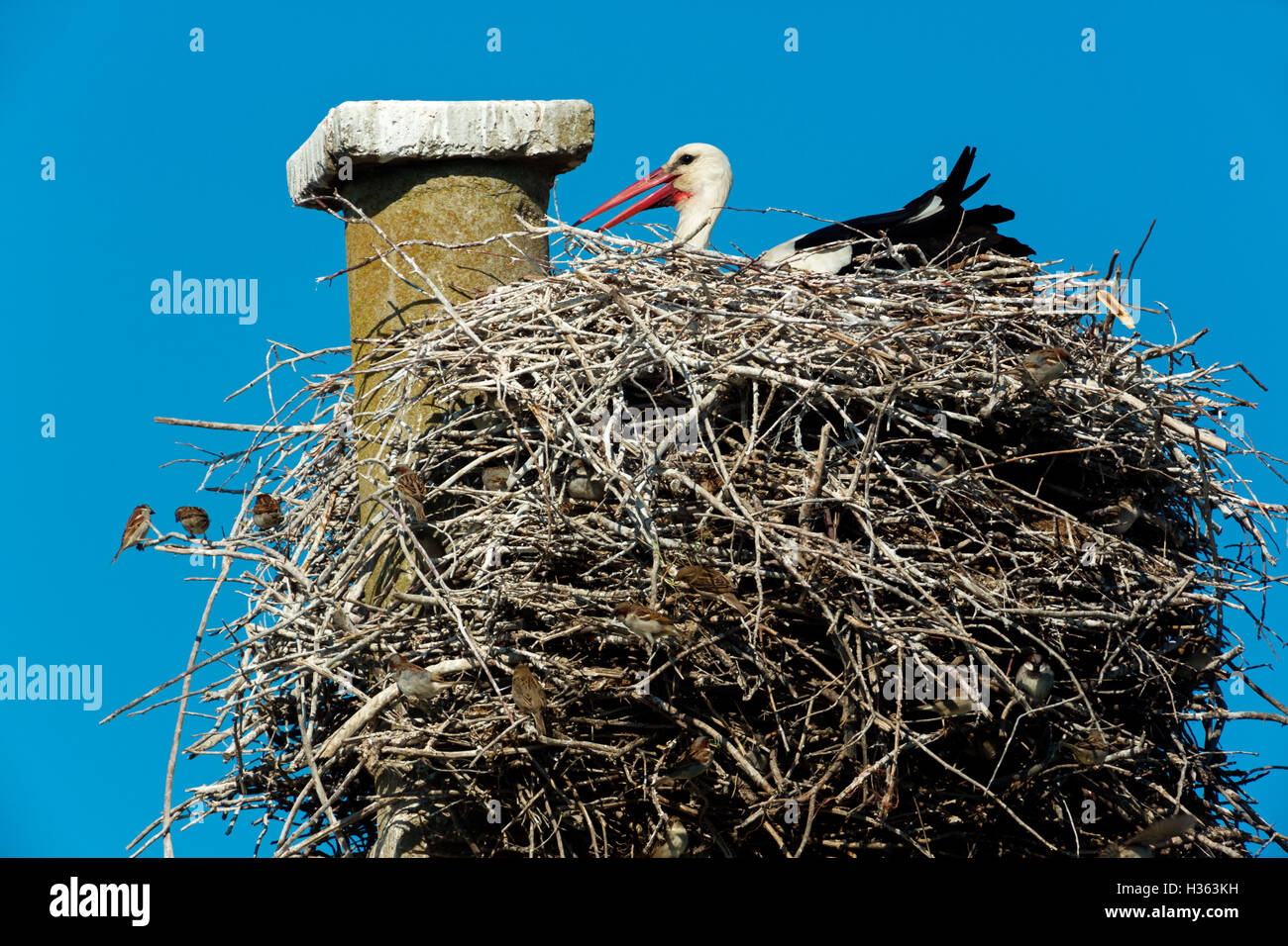 White stork in the nest ,Camargue, France Stock Photo - Alamy