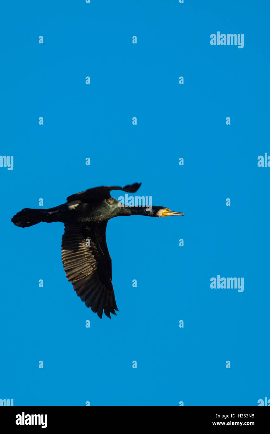 Great Cormorant,Phalacrocorax carbo, known as the Great Black Cormorant ...