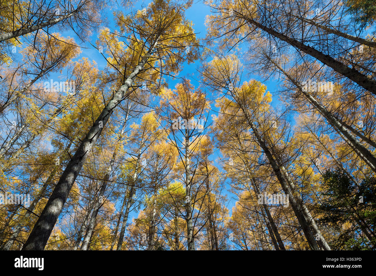 High pine trees in the forest against blue sky, Beautiful landscape ...