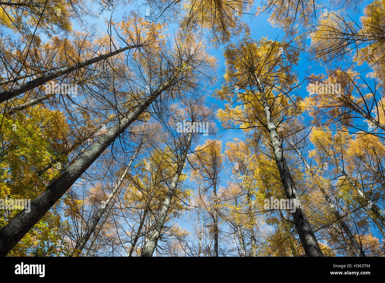 High pine trees in the forest against blue sky, Beautiful landscape ...