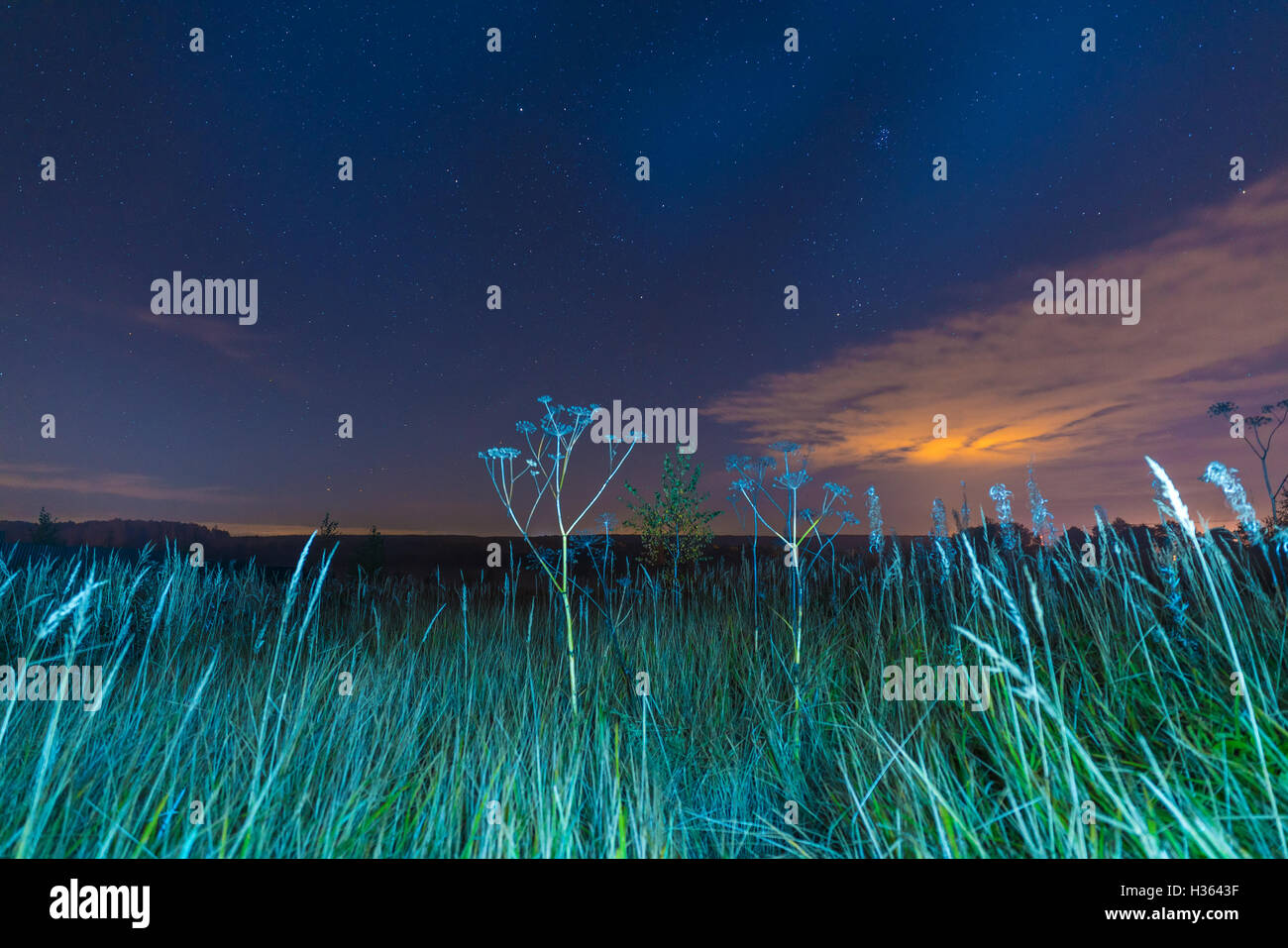 Night landscape with field herbs, stars and clouds Stock Photo - Alamy