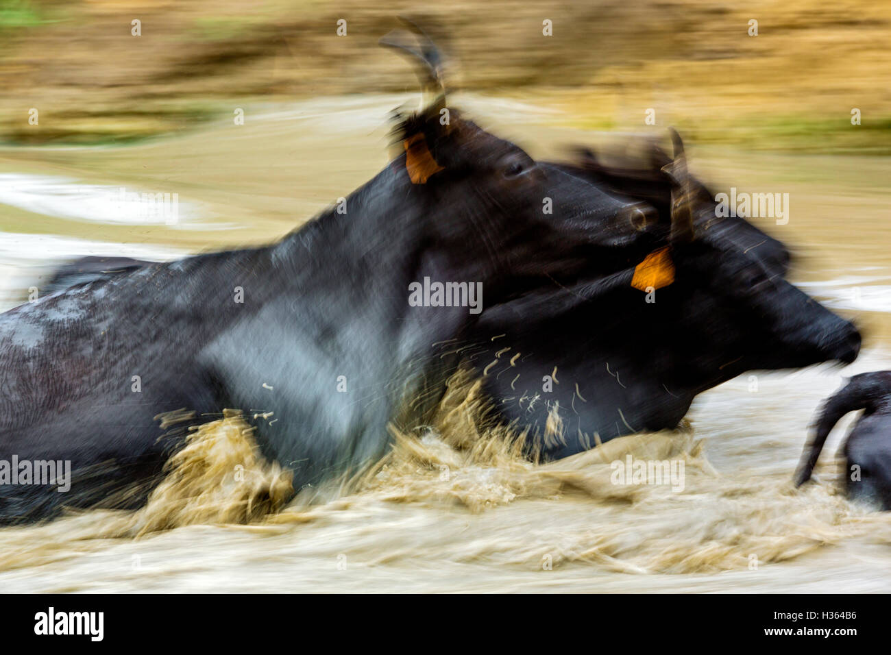 Running With The Bulls France High Resolution Stock Photography and ...