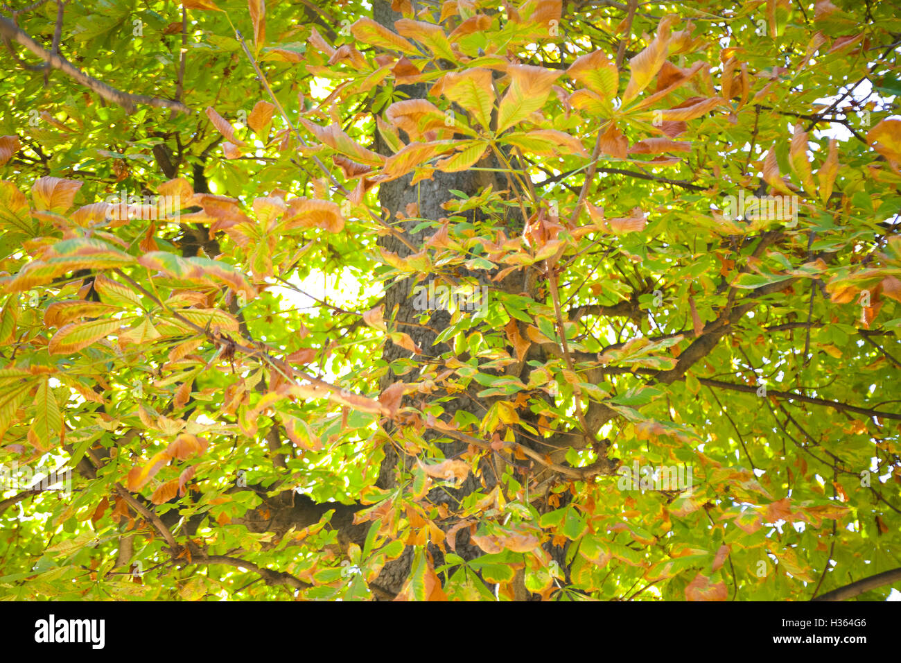 Early Autumn Leaves Stock Photo - Alamy