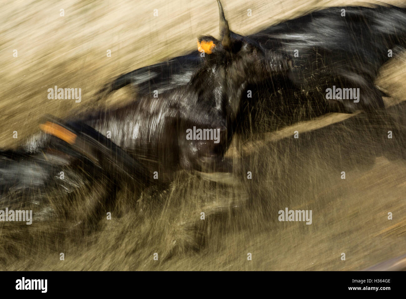Running With The Bulls France High Resolution Stock Photography and ...