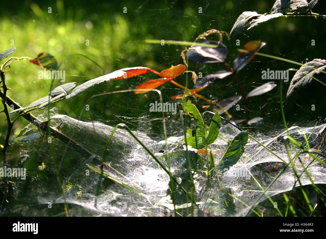 Spiderweb on rose plants Stock Photo - Alamy