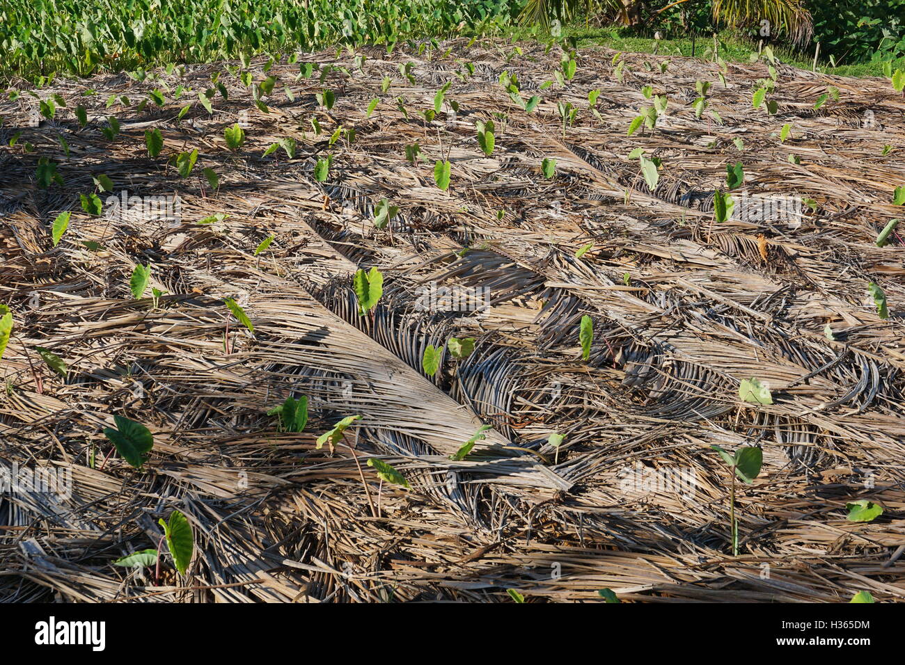 Taro plantation taro plantation hi-res stock photography and images - Alamy