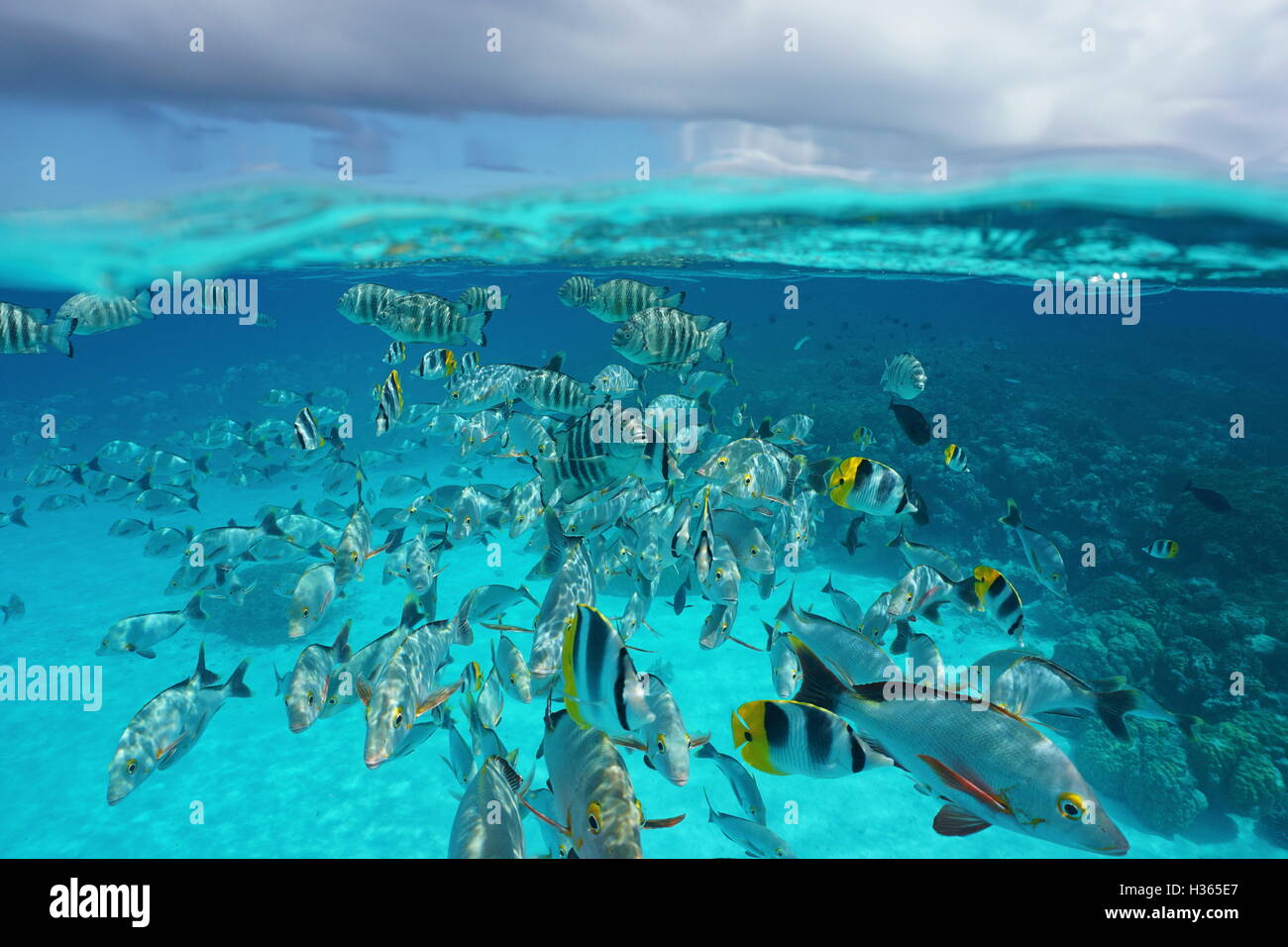 Above and below sea surface, shoal of tropical fish underwater with ...