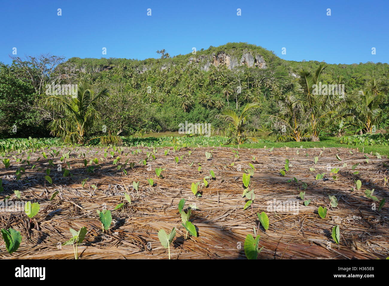 Taro plantation with tropical vegetation in background, Rurutu island ...