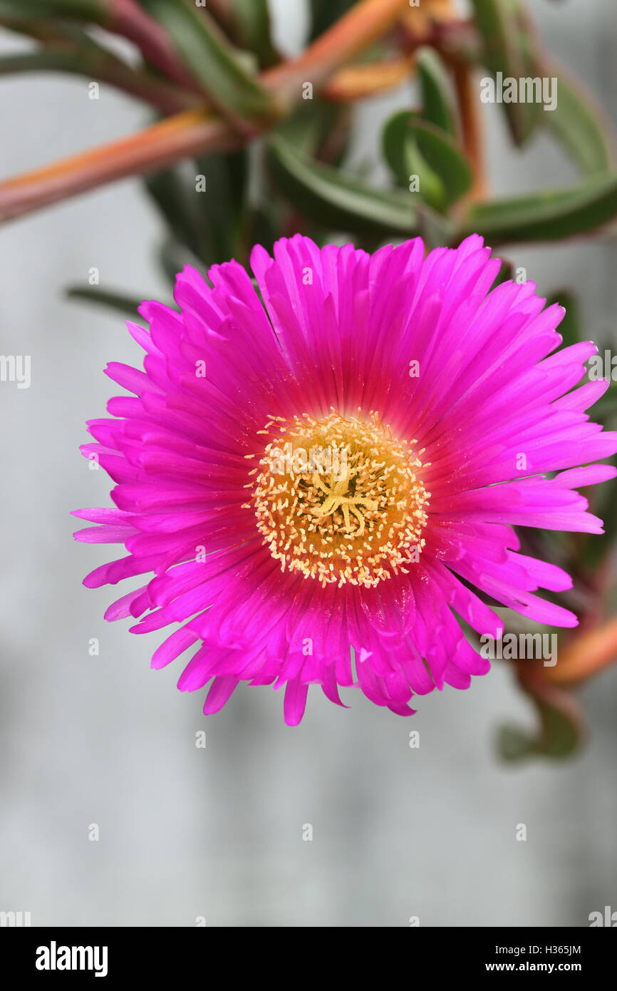 Blossoming carpobrotus edulis hi-res stock photography and images - Alamy