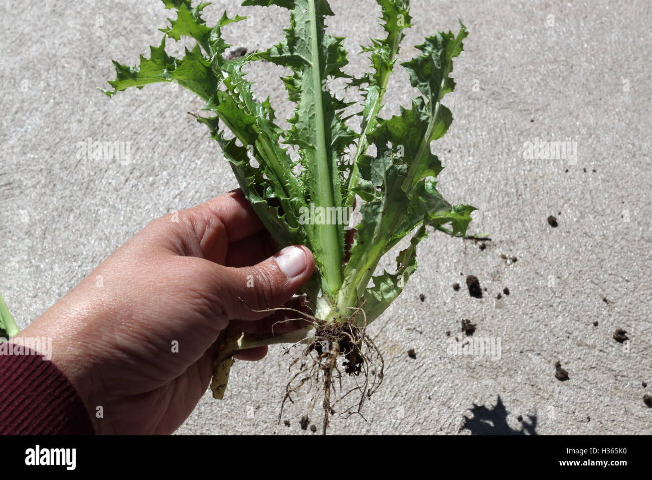 Hand holding Prickly or Rough Sow thistle - Sonchus asper Whole plant ...