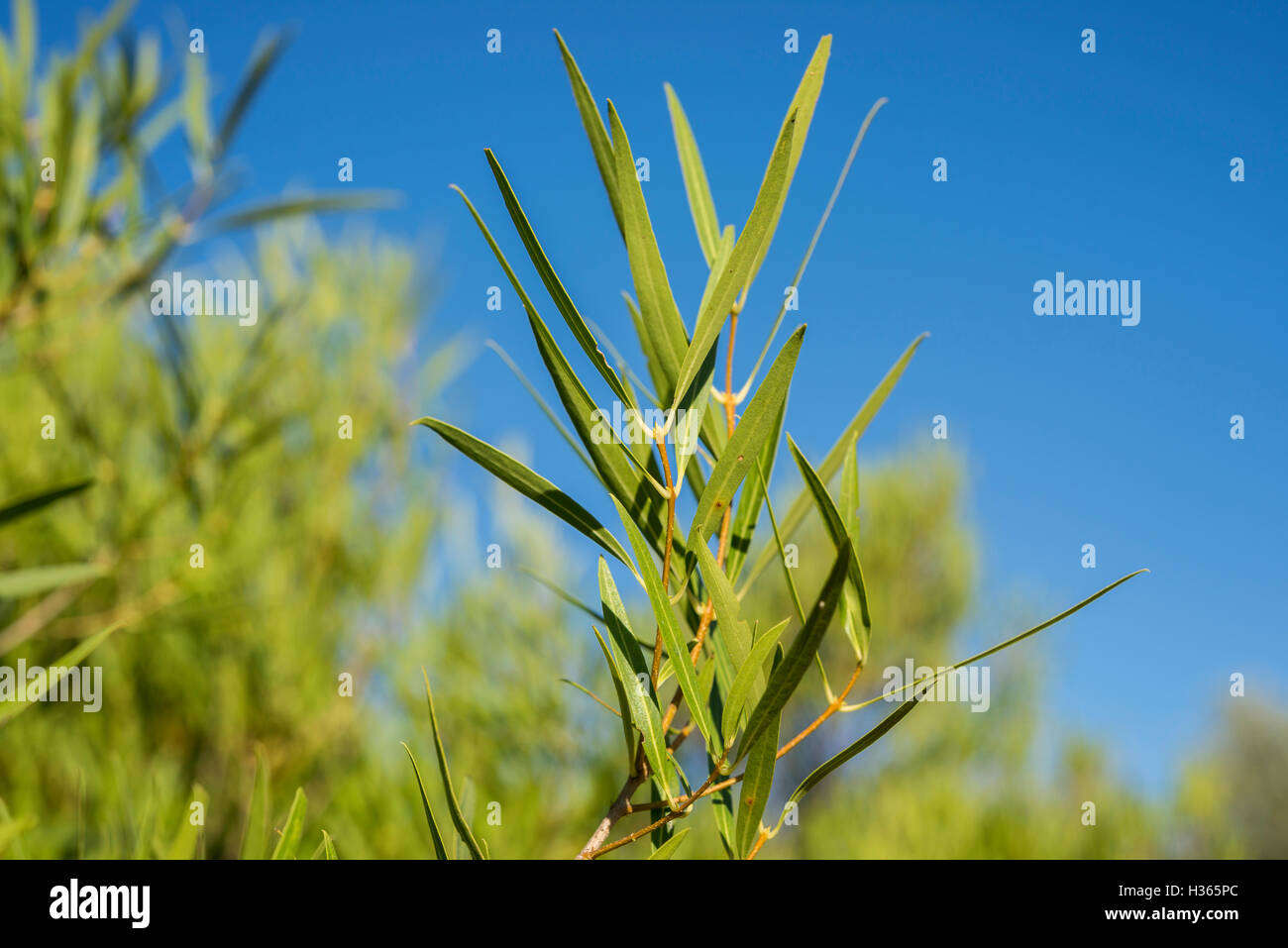 Foliage of Phillyrea angustifolia. It is a species in the family ...