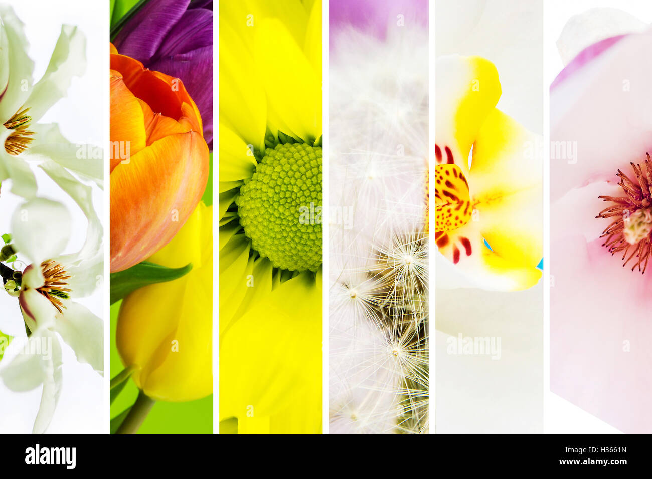 Narrow strips of closeup images of flowers forming collage with white ...