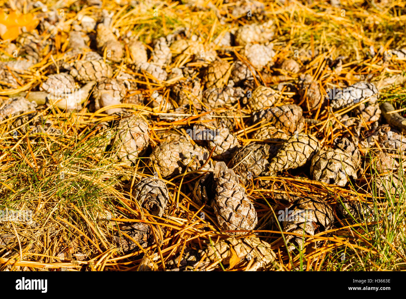 Pinecones on the ground hi-res stock photography and images - Alamy