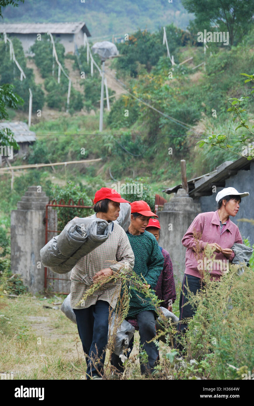 Four Chinese women work in the fields of Guangxi, China Stock Photo - Alamy