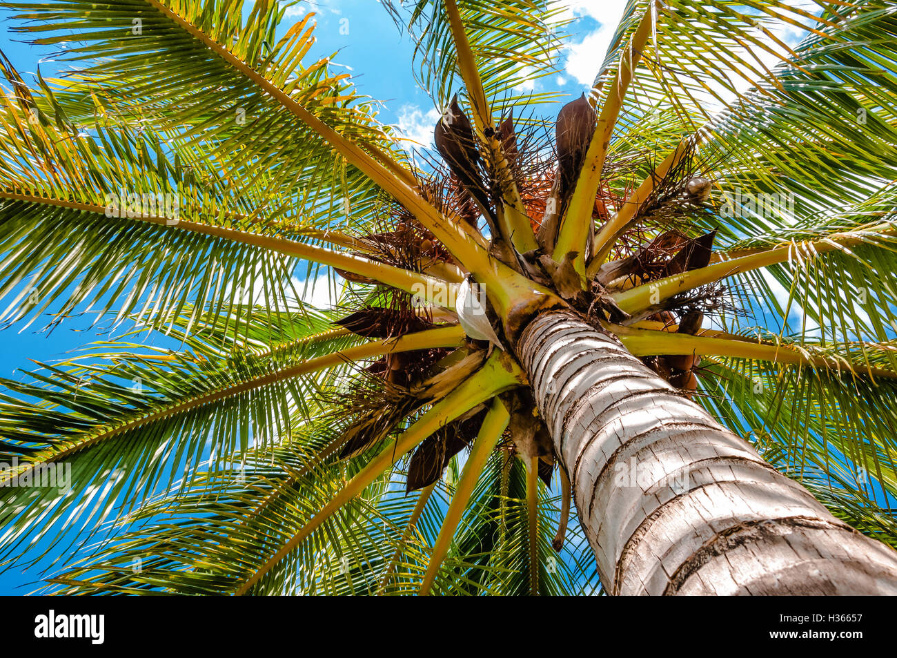 Palm tree viewed from below upwards high above Stock Photo - Alamy