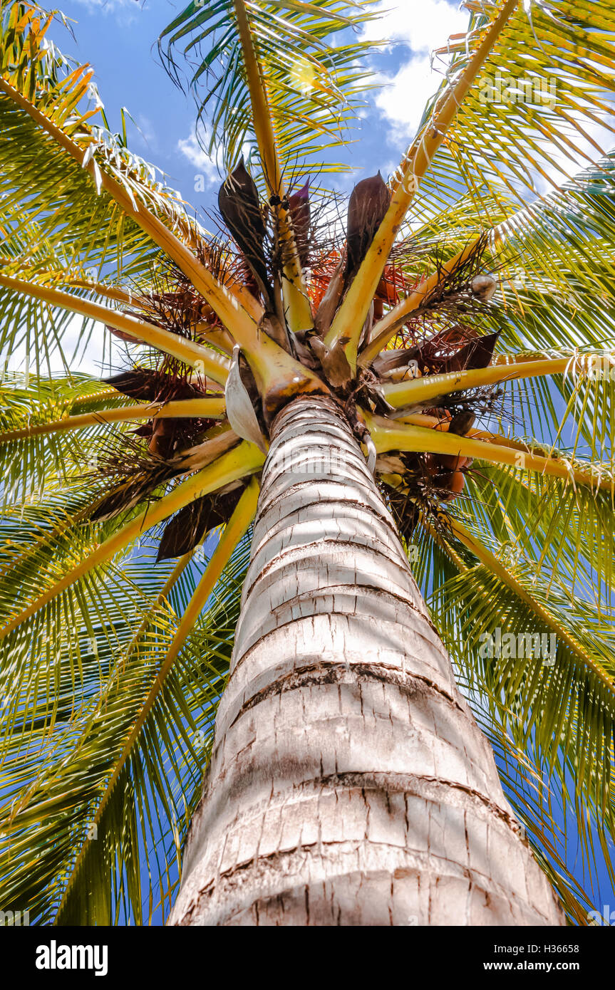Palm tree viewed from below upwards high above Stock Photo - Alamy