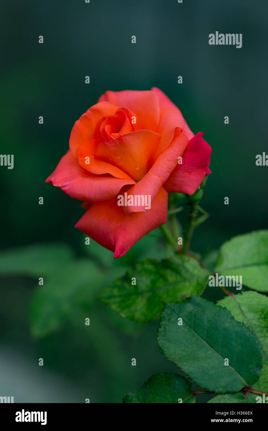 Red rose plant outdoors in the garden Stock Photo - Alamy