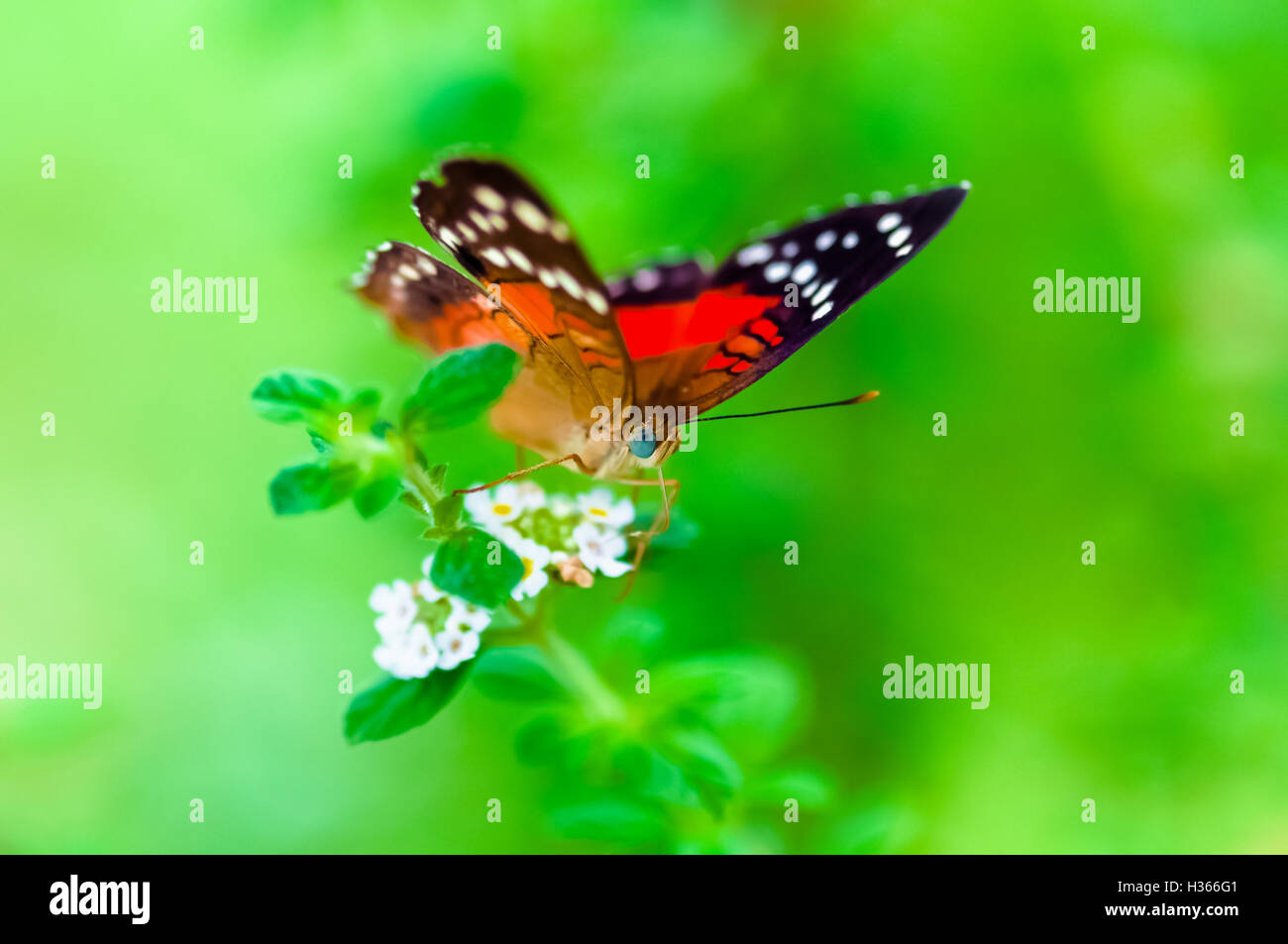 Scarlet Peacock anartia amathea buterfly green background Stock Photo ...