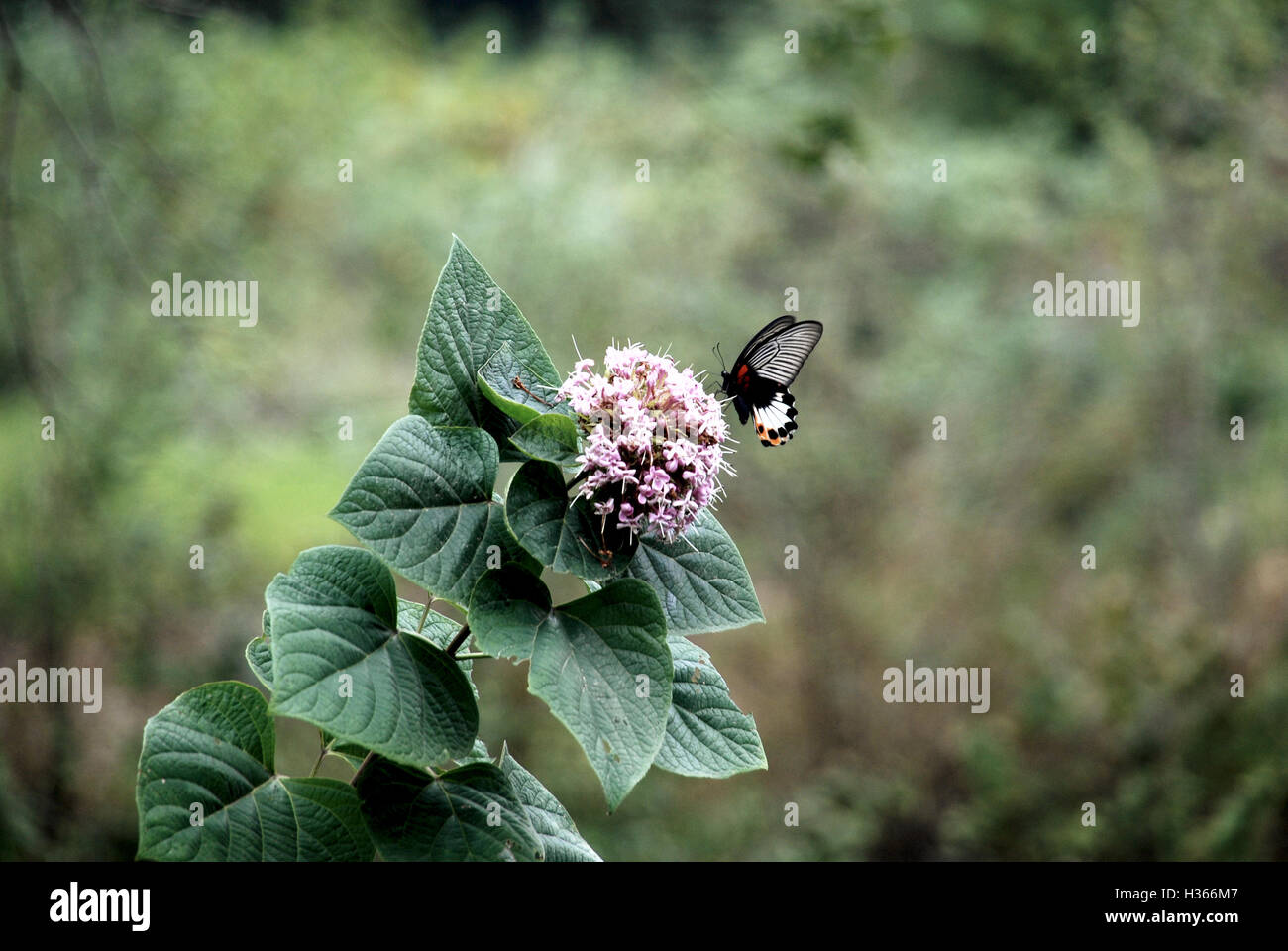 Pink butterfly species hi-res stock photography and images - Alamy