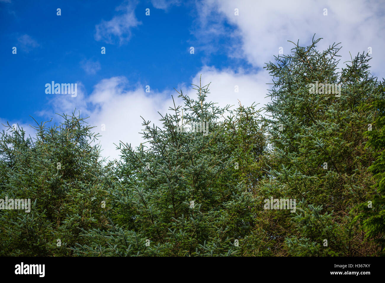 Woods tops hi-res stock photography and images - Alamy