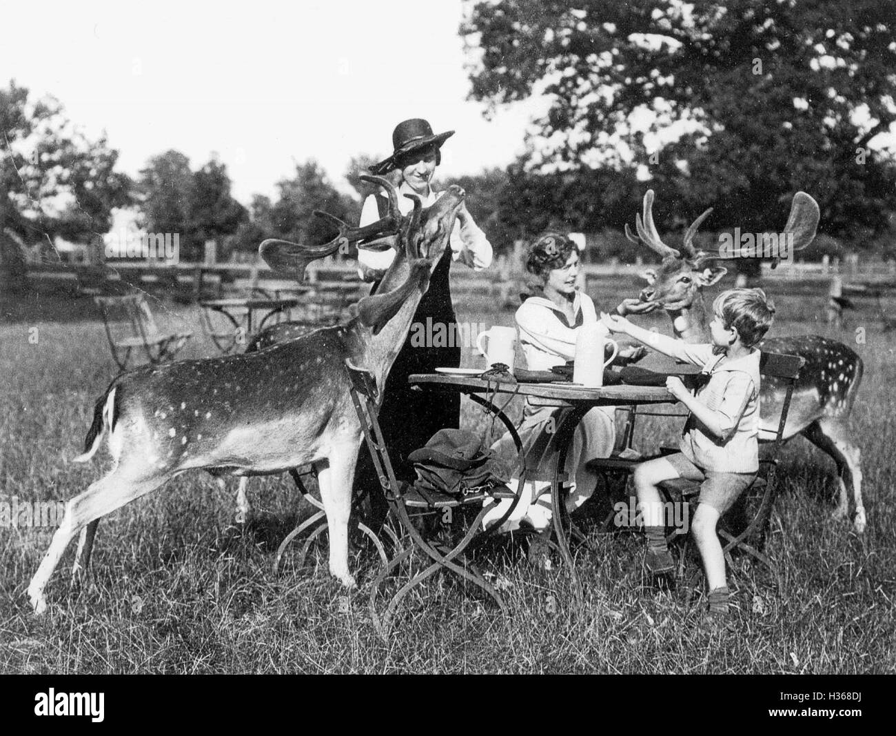 Hirschgarten in Munich, Nymphenburg 1925 Stock Photo - Alamy