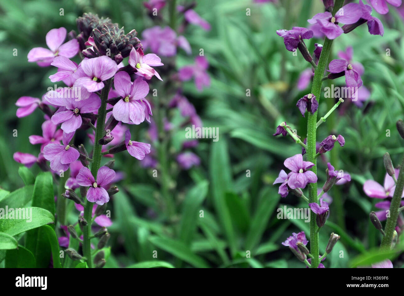 Nature purple plants hi-res stock photography and images - Alamy