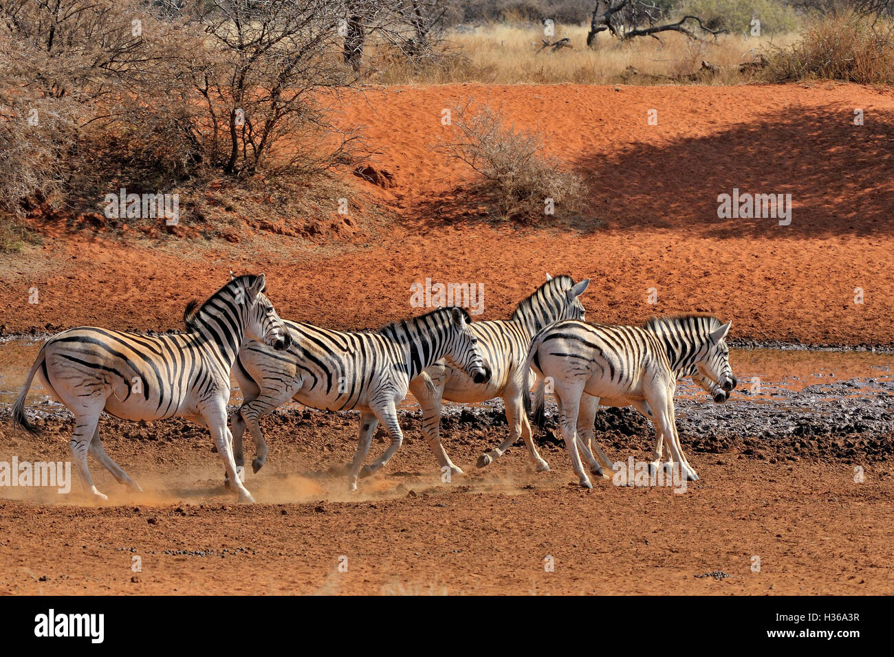 Zebra run hi-res stock photography and images - Alamy