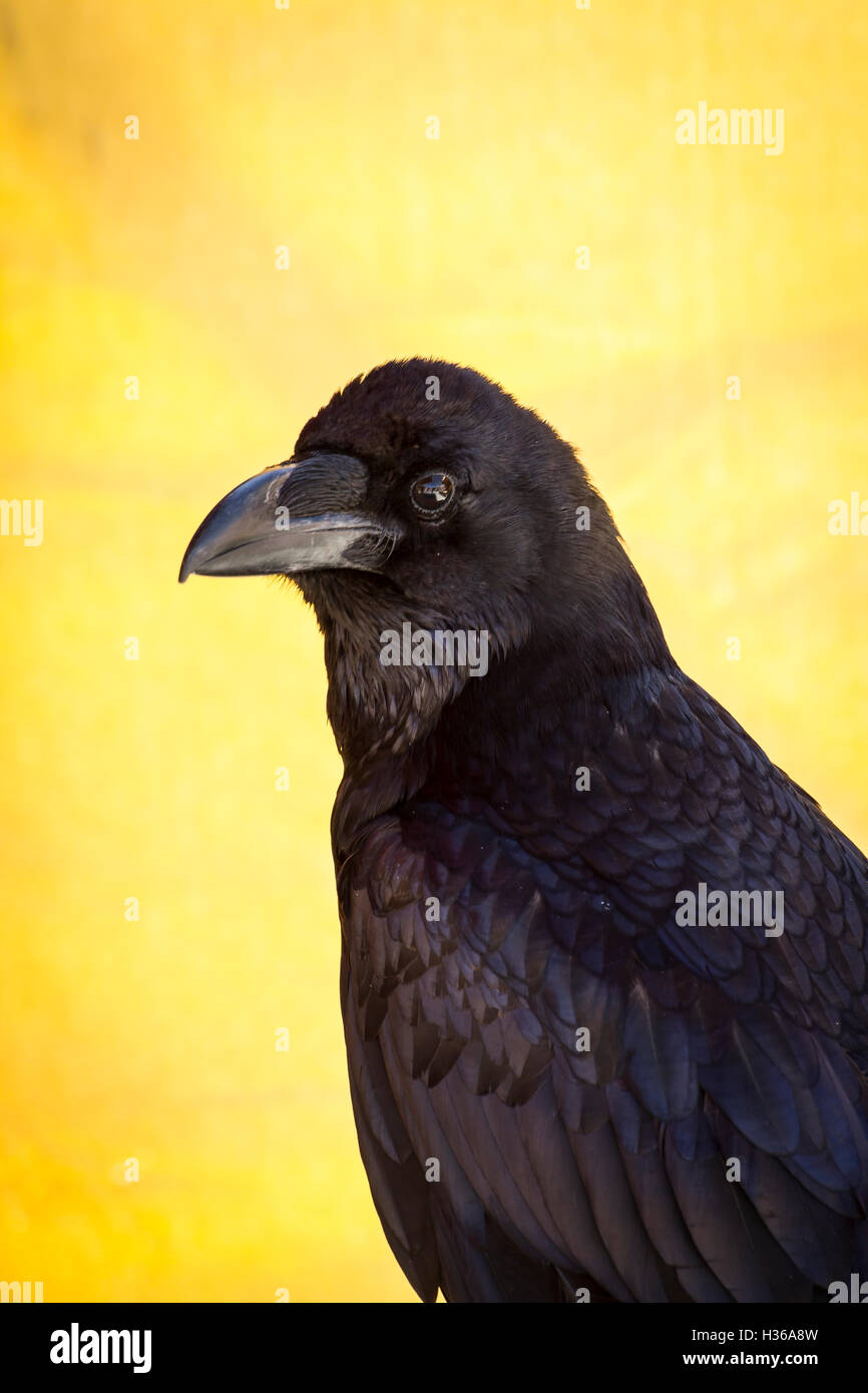 black crow in a sample of birds of prey, medieval fair Stock Photo - Alamy