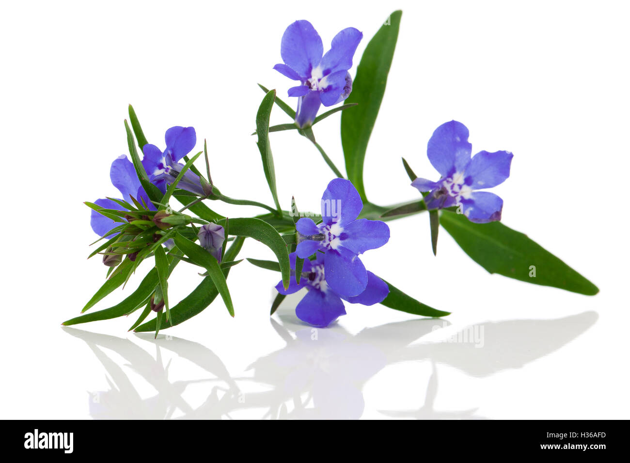 A sprig of blue lobelia on a white background Stock Photo - Alamy